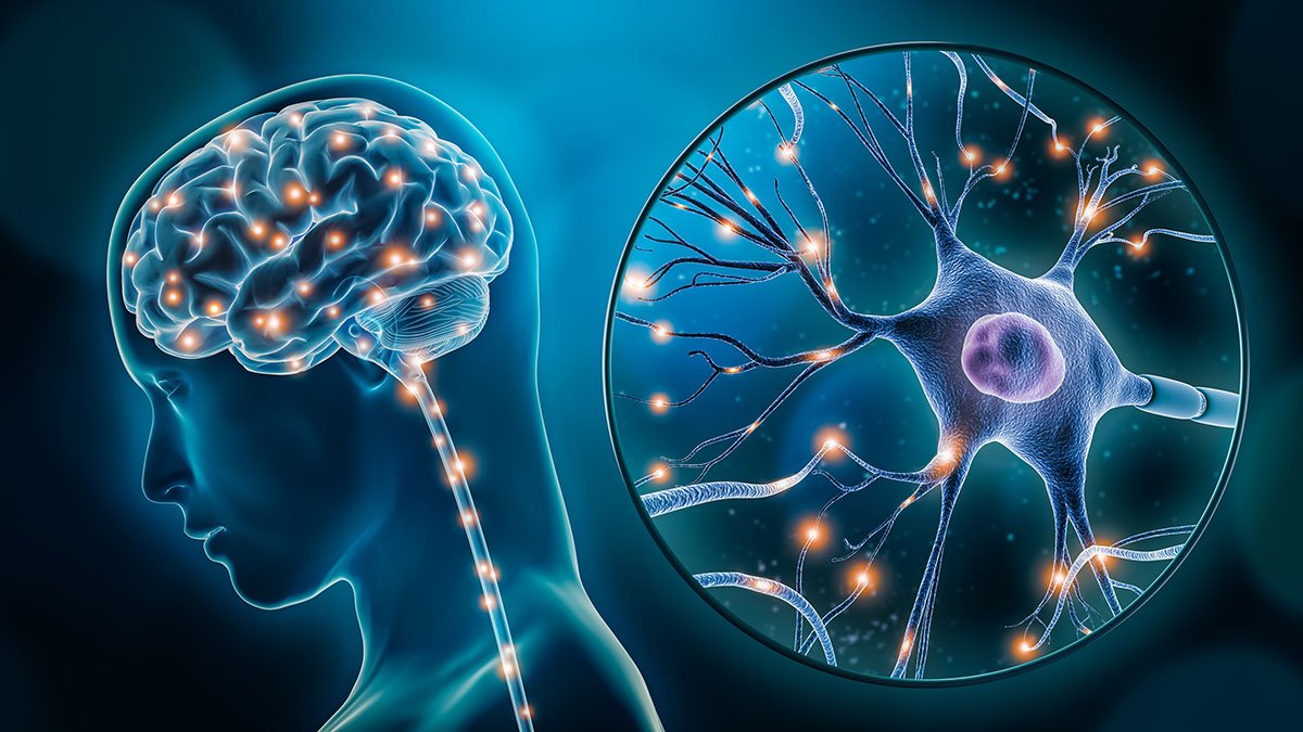 Neuroplasticidade: Treine Seu Cérebro Para Aprender Rápido